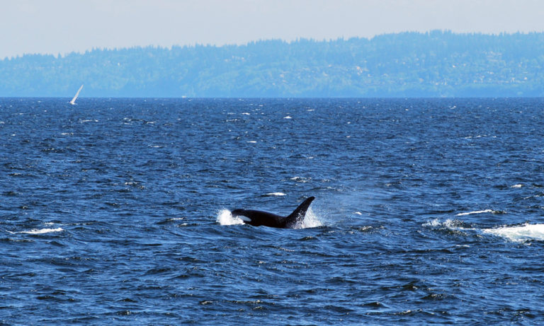 Seattle Whale Watching for Photographers | Moarly Creative